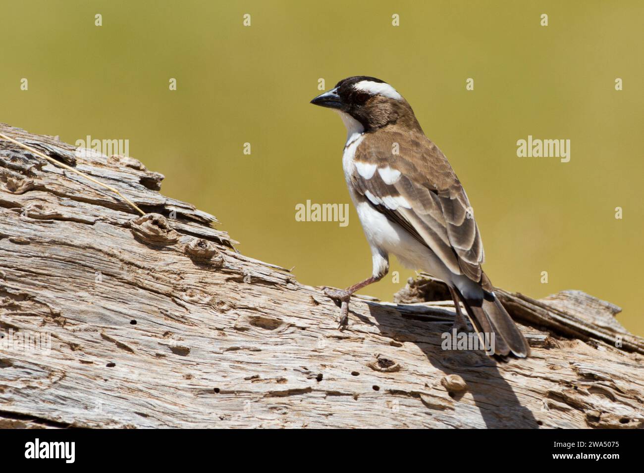 Bruant à sourcils blancs (Plocepasser mahali weaver). Ce petit passereau (songbird) forme des ...