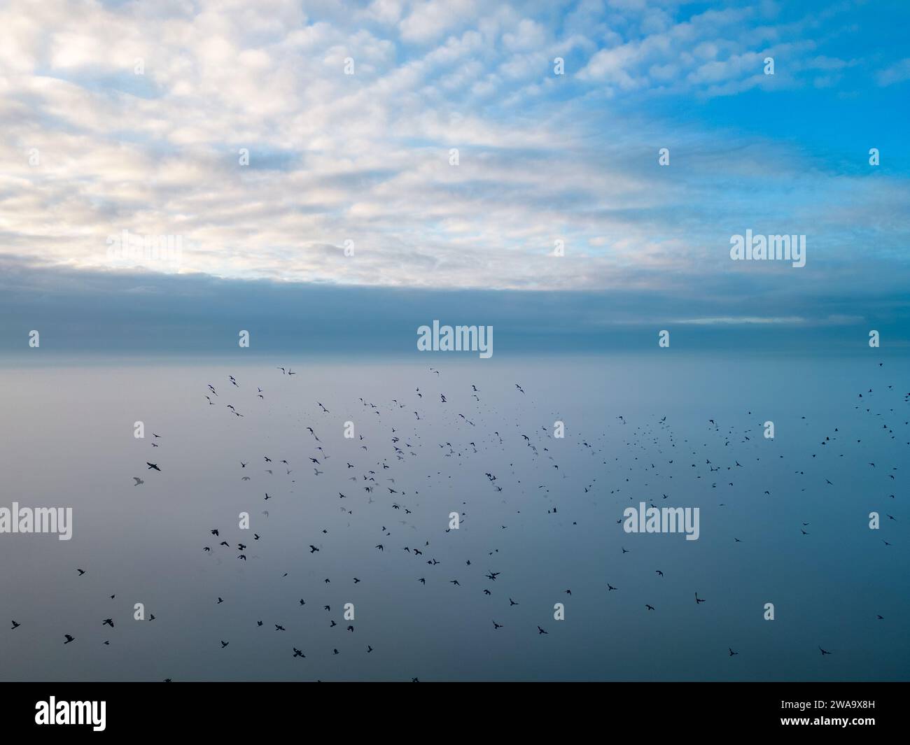 Capturée d'en haut par un drone, cette image montre un troupeau d ...