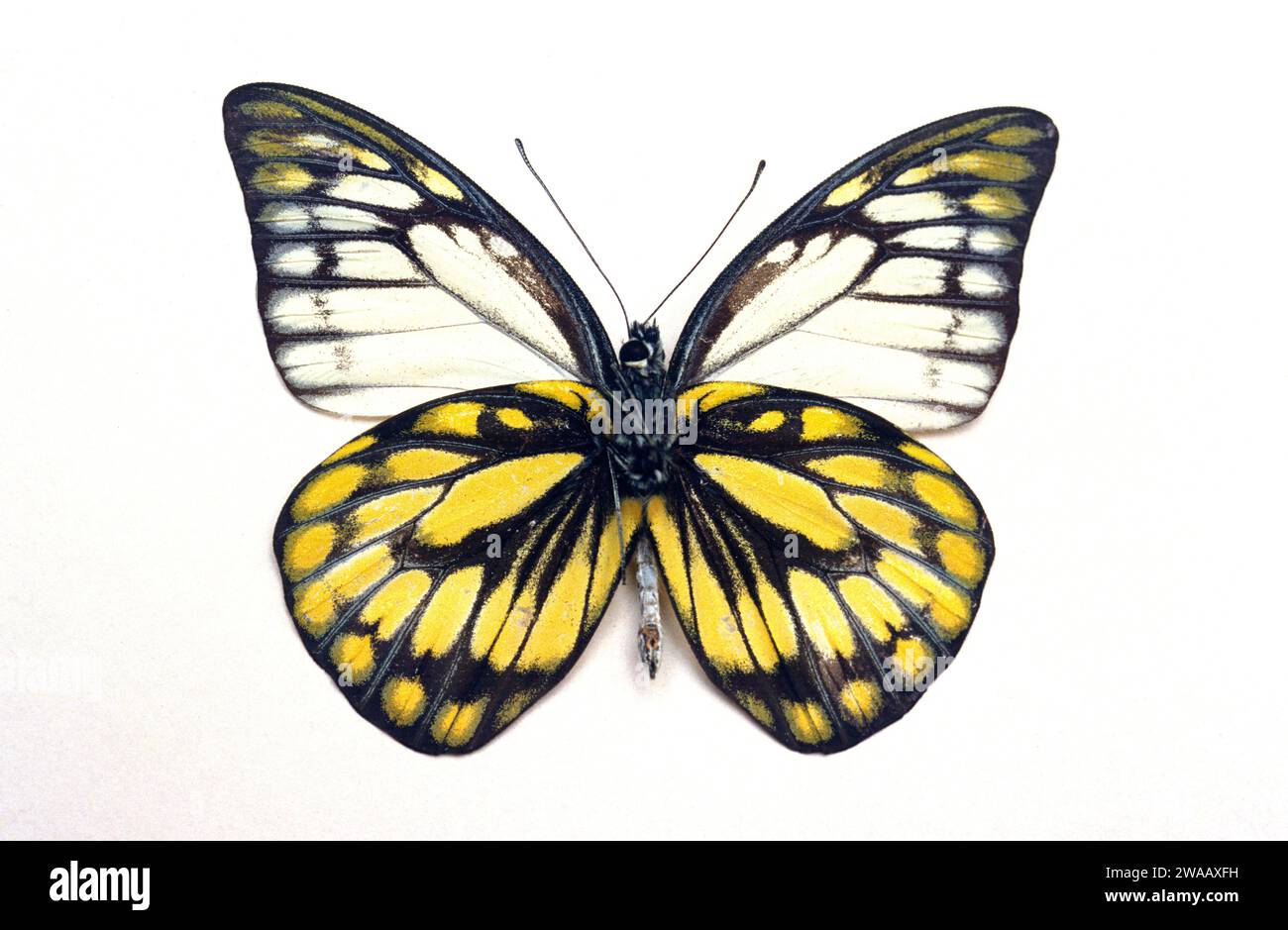 Prioneris thestylis Banque de photographies et d’images à haute ...