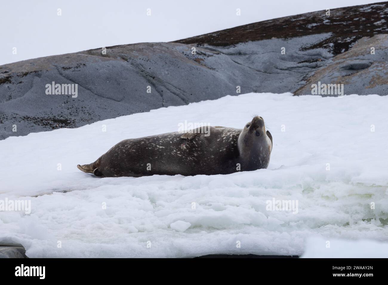 Neige marine Banque de photographies et d’images à haute résolution - Alamy