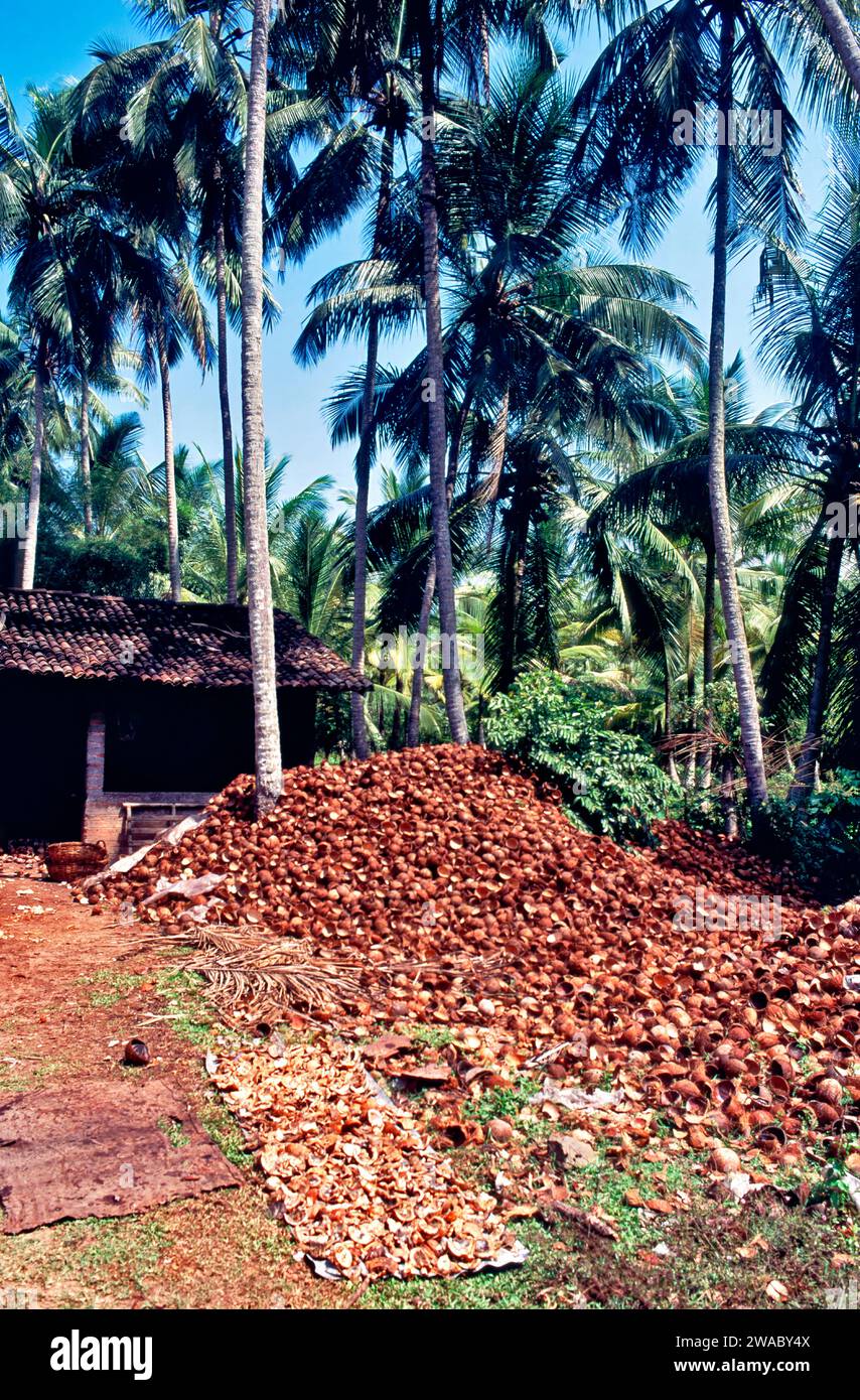 Coprah du cocotier (Cocos nucifera) Sri Lanka extrait de la chair ...