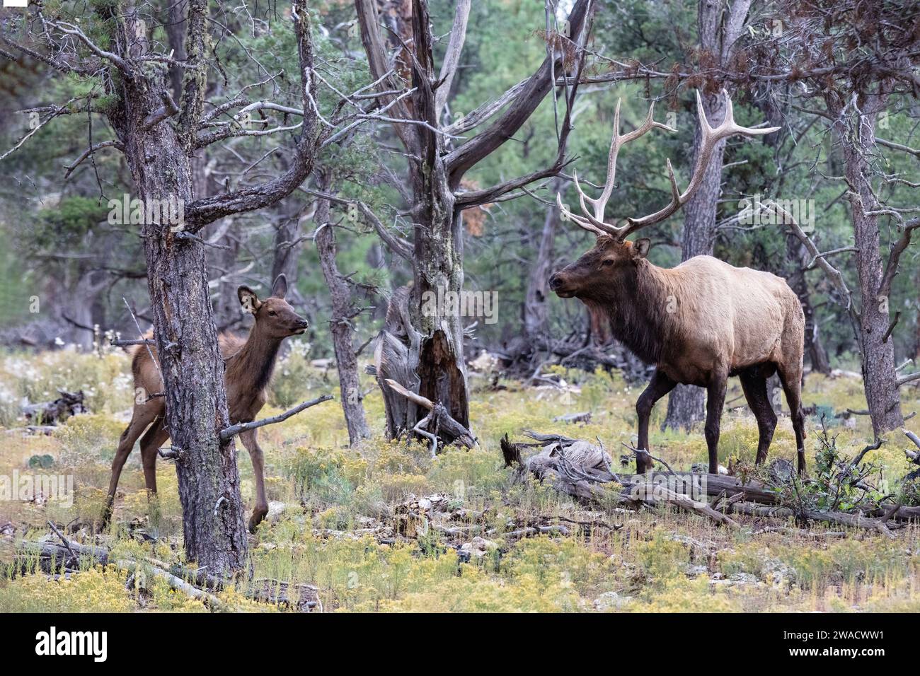 Élan des montagnes Rocheuses (Cervus elaphus nelsoni) avec jeune veau ...