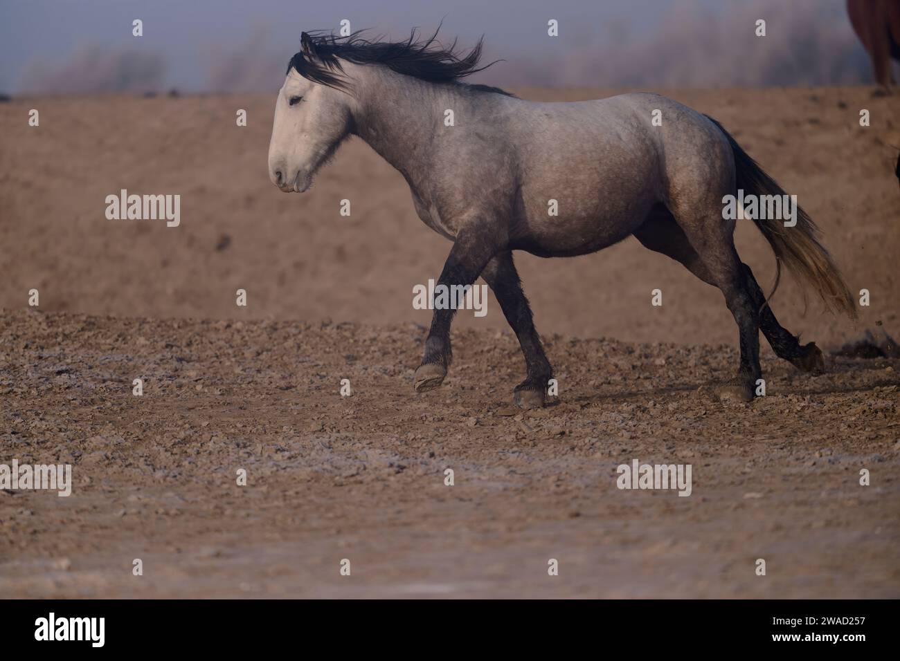 Chevaux sauvage galop Banque de photographies et d’images à haute résolution - Alamy
