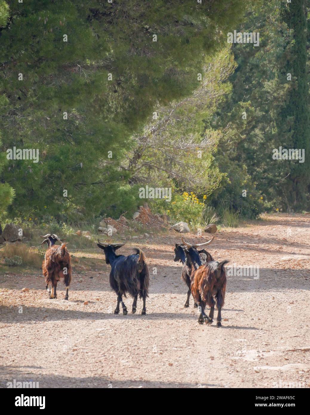 Varkiza greece Banque de photographies et d’images à haute résolution ...