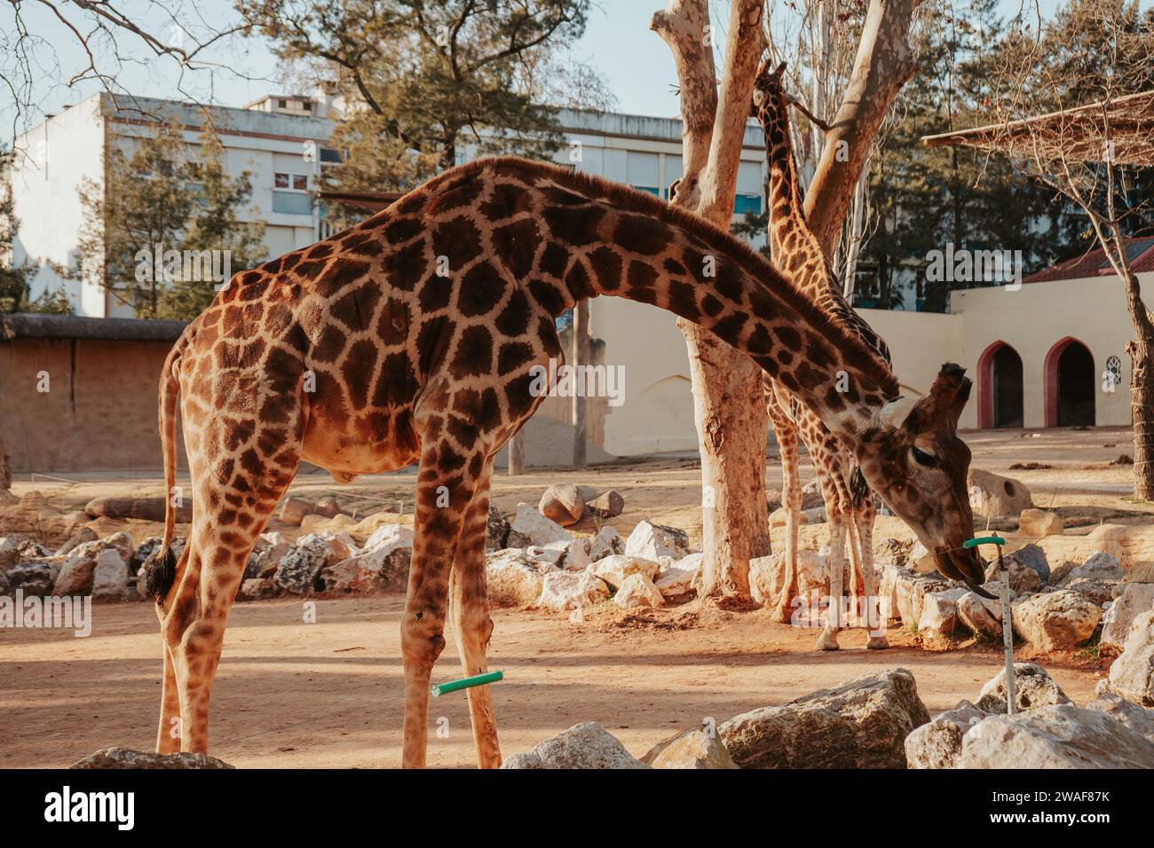 Girafe dessin animé Banque de photographies et d’images à haute ...
