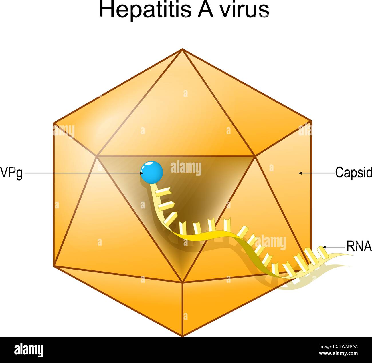 Structure du virus de l'hépatite A. Anatomie du virion. Maladie ...