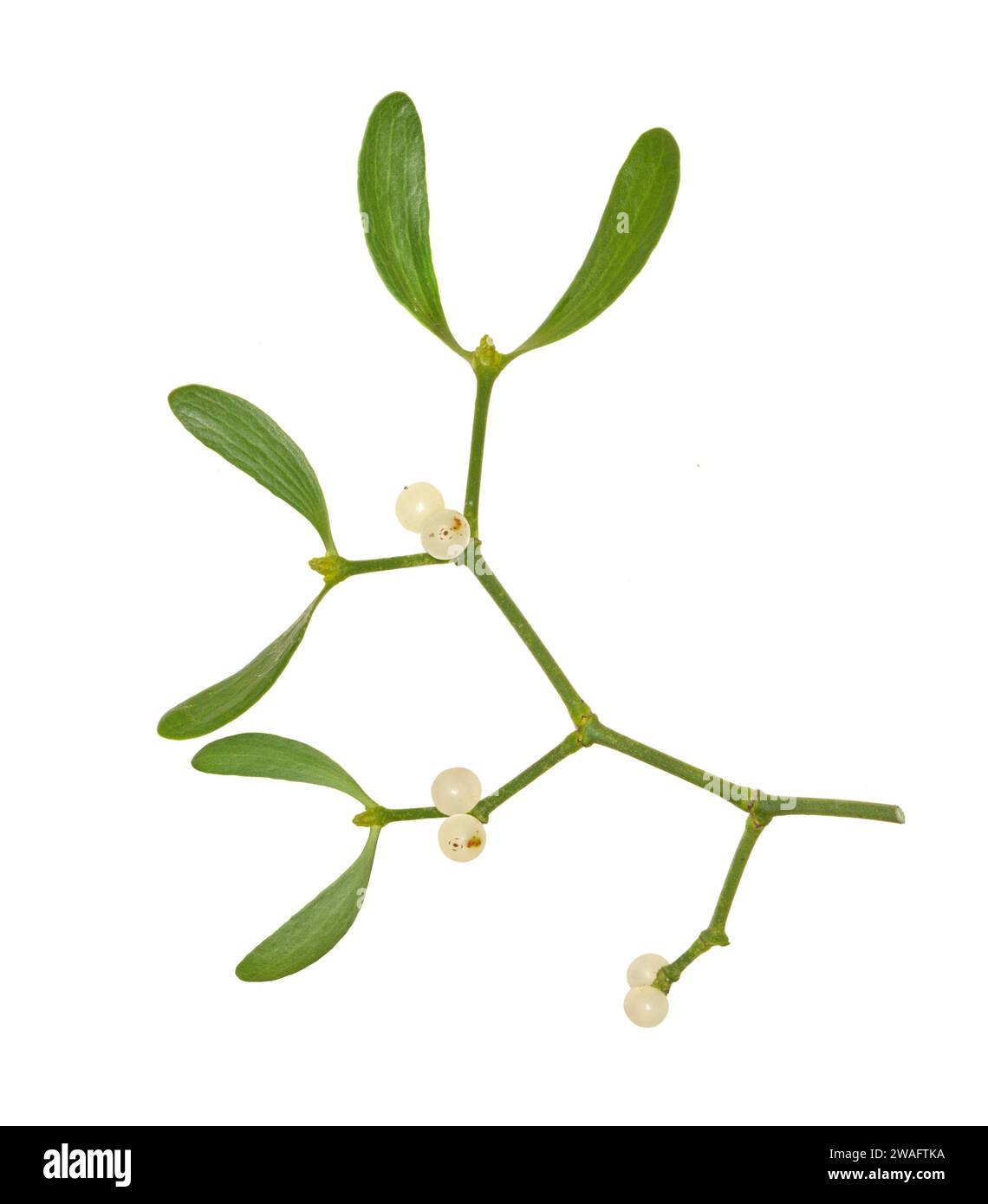 Couper le gui Banque d'images détourées - Alamy