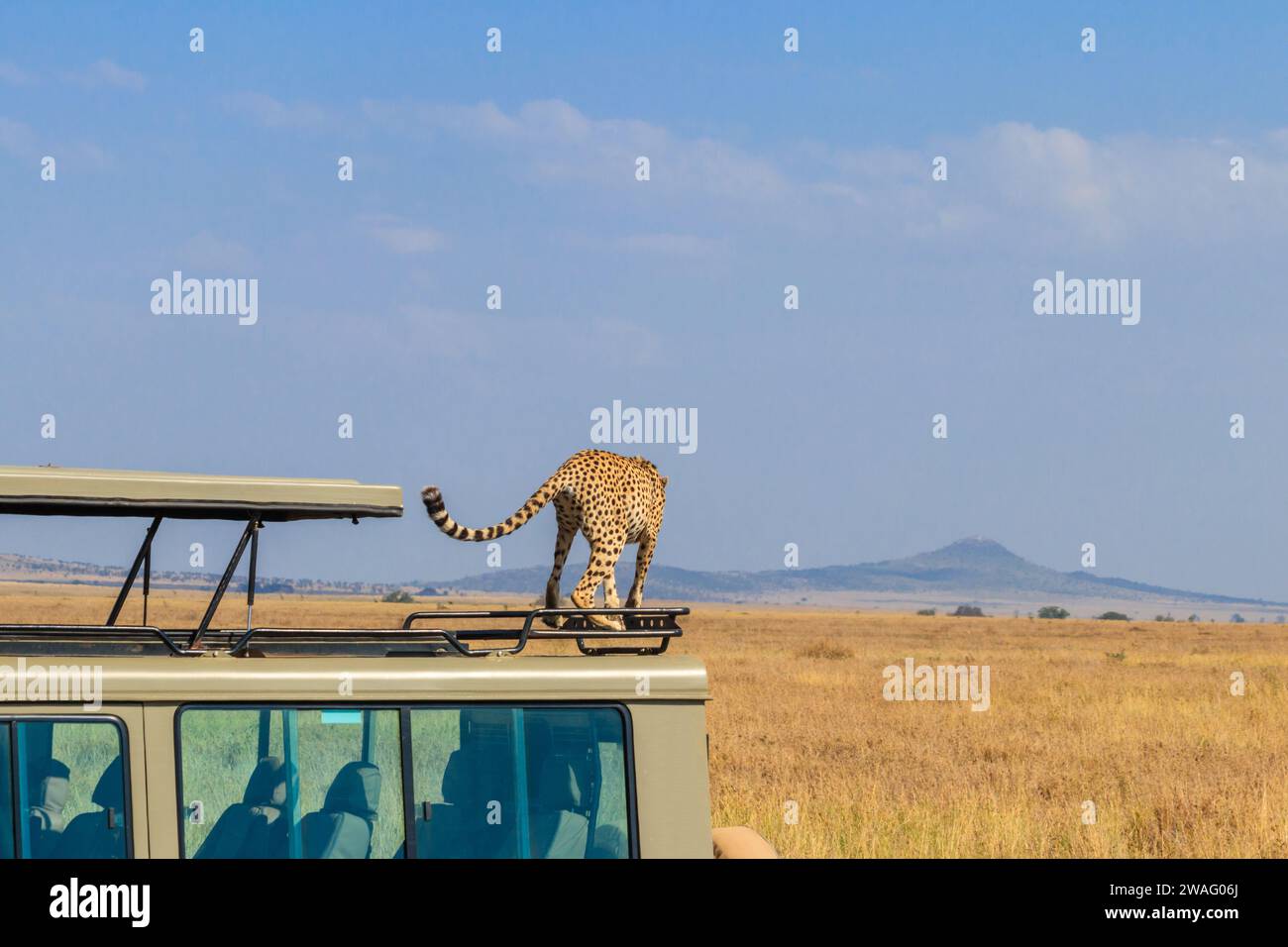 Guépard sur un véhicule Banque de photographies et d’images à haute ...