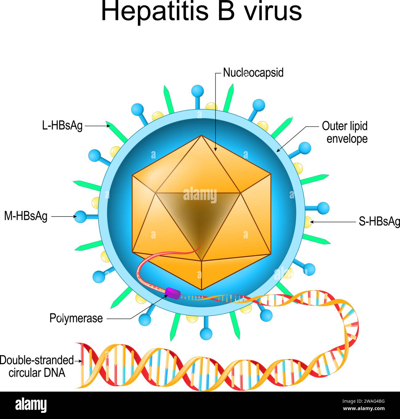 Structure du virus de l'hépatite B. Anatomie du virion. Maladie ...