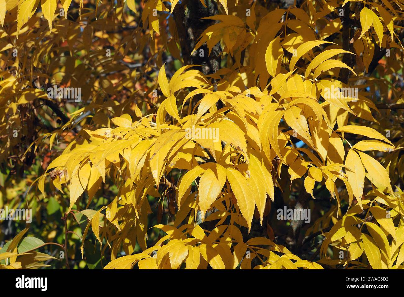 Frêne commun Banque de photographies et d’images à haute résolution - Alamy