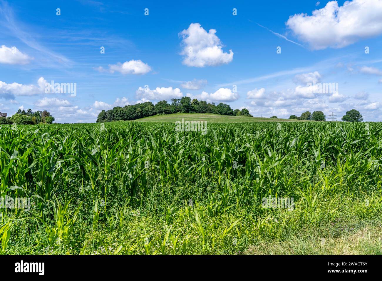 Le Mechtenberg à Essen, l'une des rares élévations naturelles de la ...