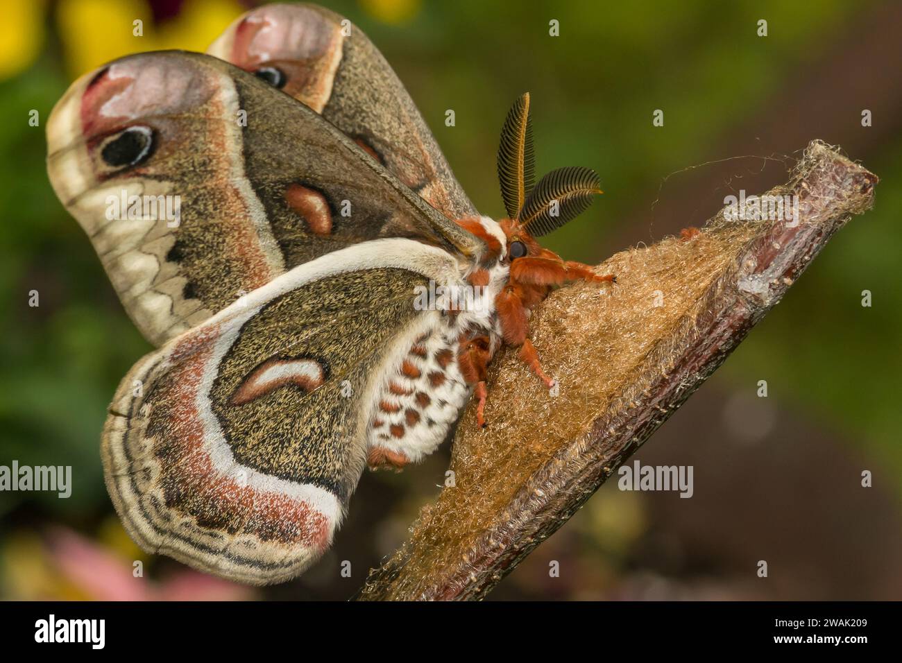 Emerging moth Banque de photographies et d’images à haute résolution ...