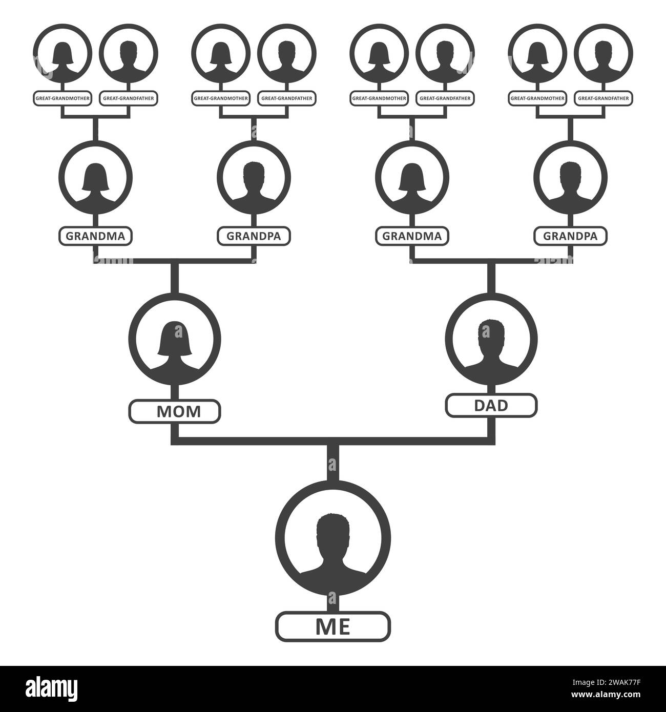 Modèle de diagramme d'arbre généalogique, de pedigree ou d'ascendance ...
