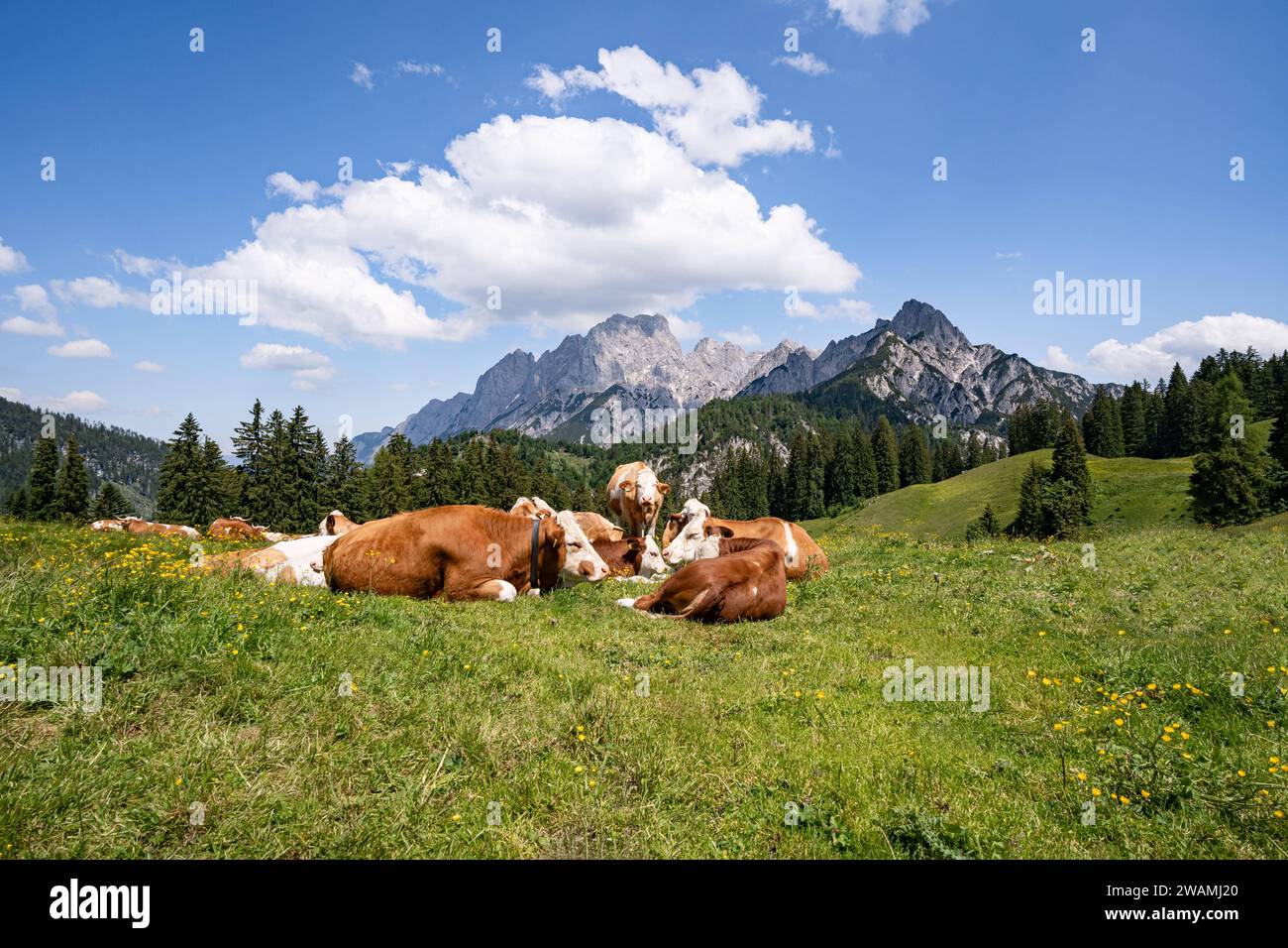 Almpanorama - rotbunte Kühe liegen entspannt auf einer grünen Alm mit einem majestätischen ...