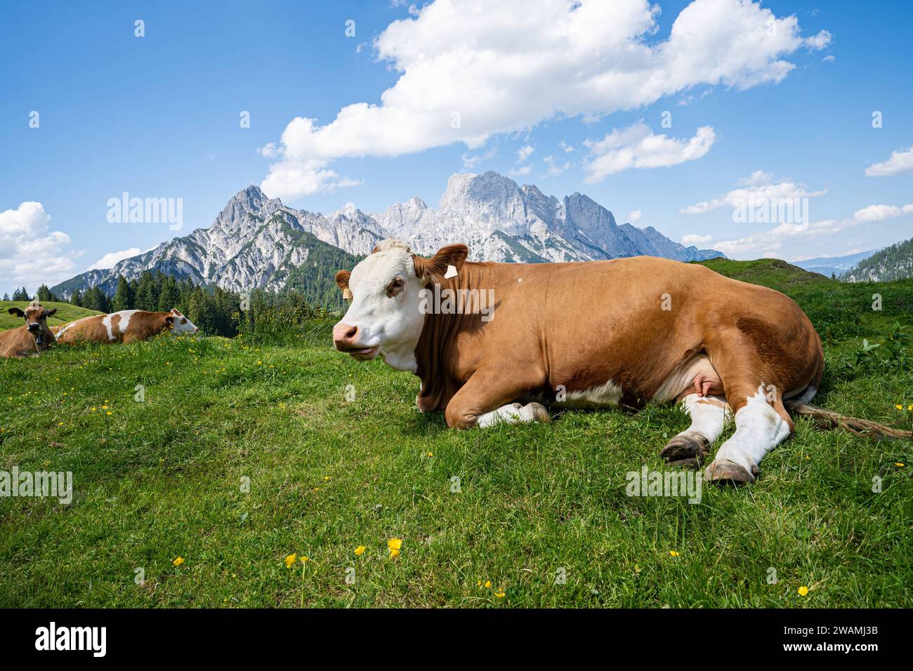 Litzl alm Banque de photographies et d’images à haute résolution - Alamy