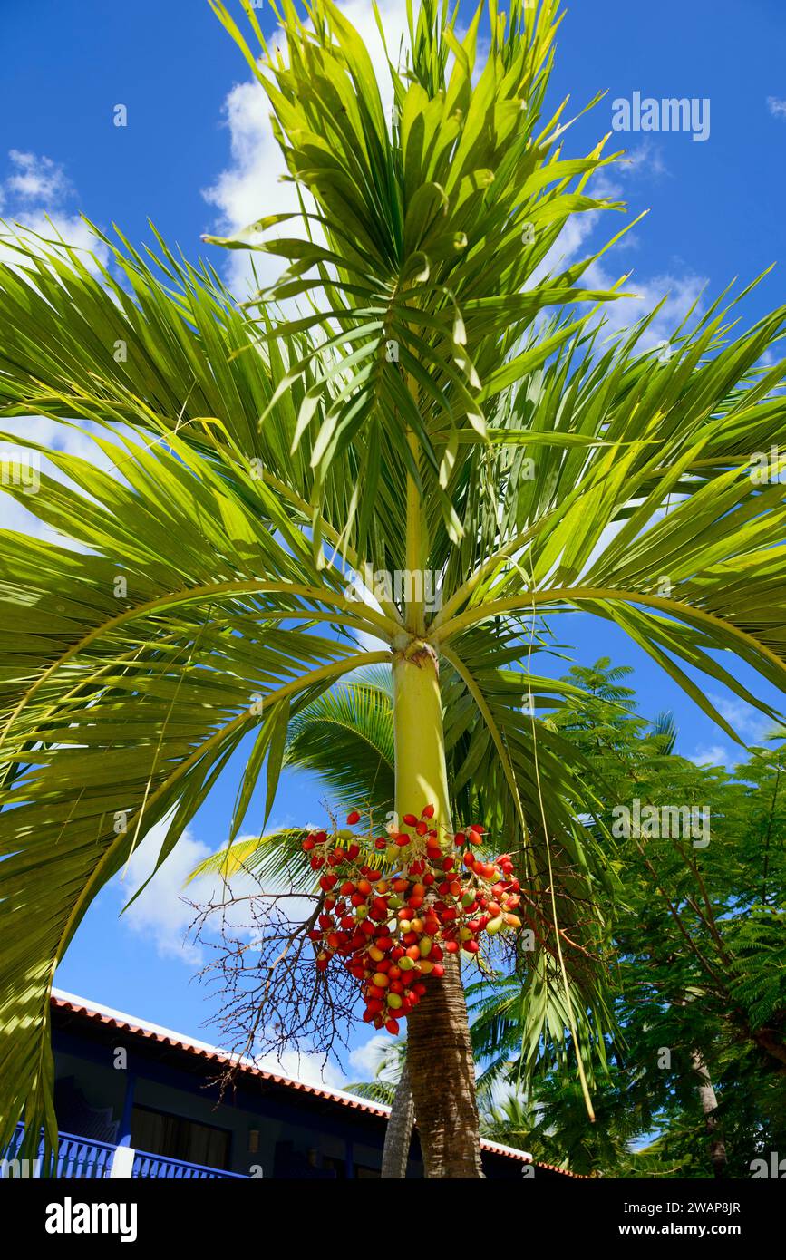 Dominican republic fruit Banque de photographies et d’images à haute ...
