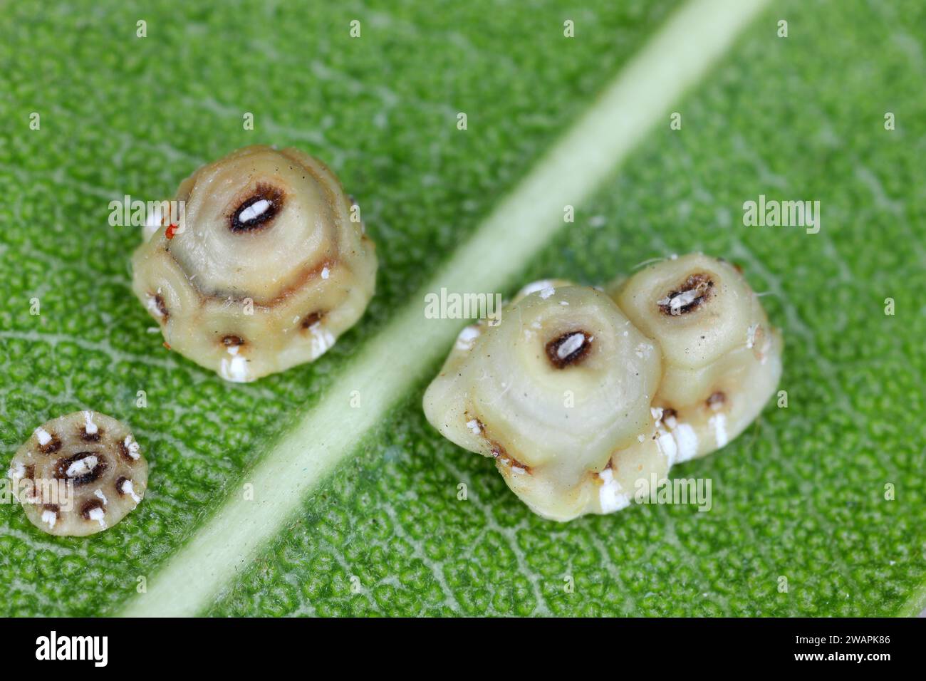 Écaille de cire de figue (nom scientifique : Ceroplastes rusci ...