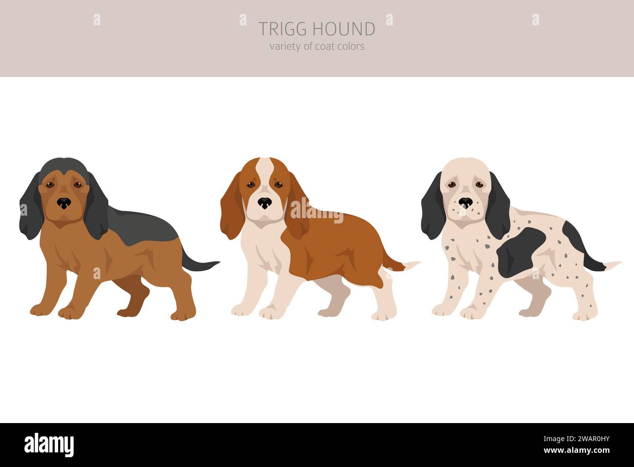 Clipart chiot Trigg Hound. Toutes les couleurs de manteau définies ...