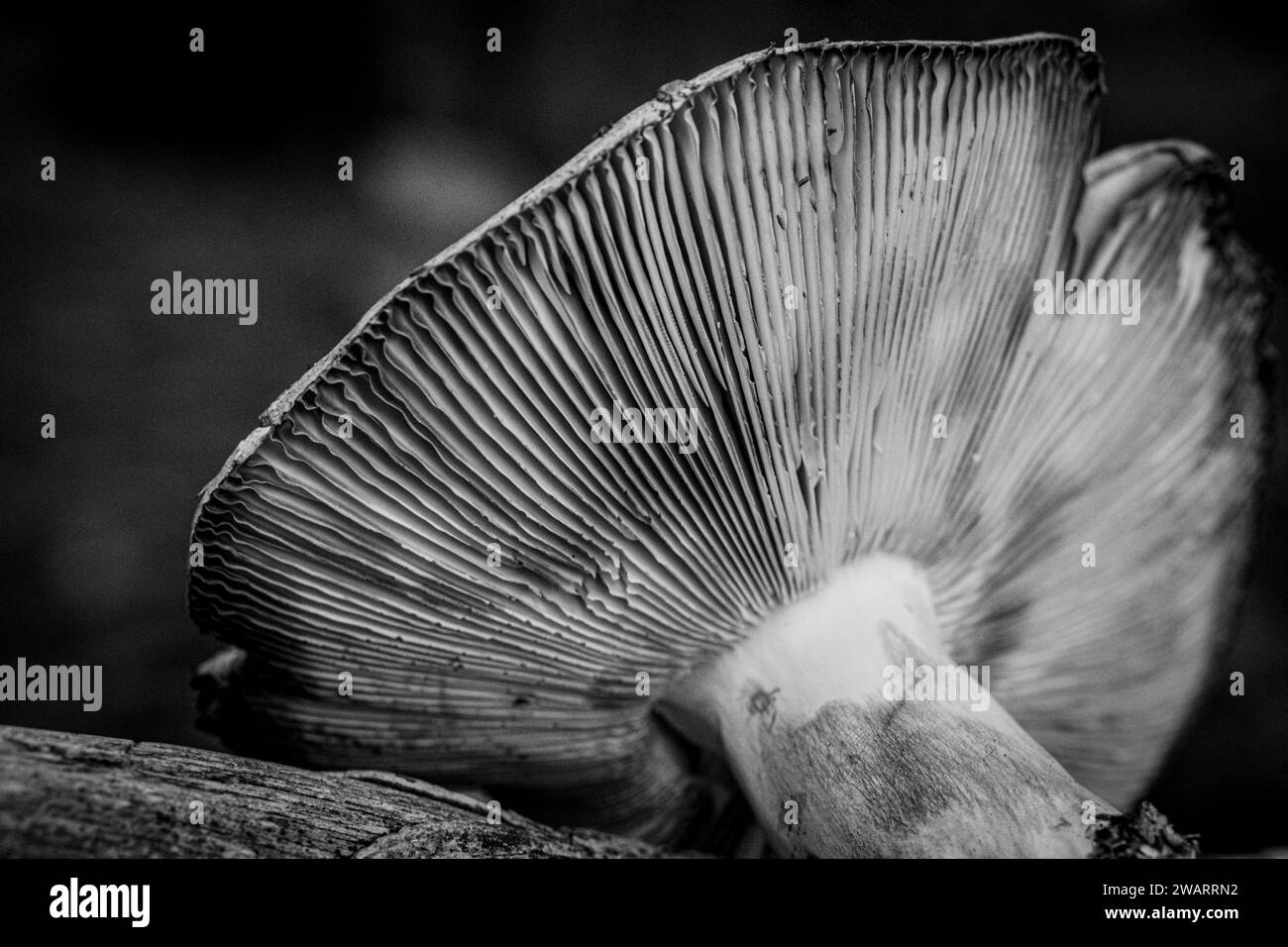 Champignon d'arbre blanc Banque d'images noir et blanc - Alamy