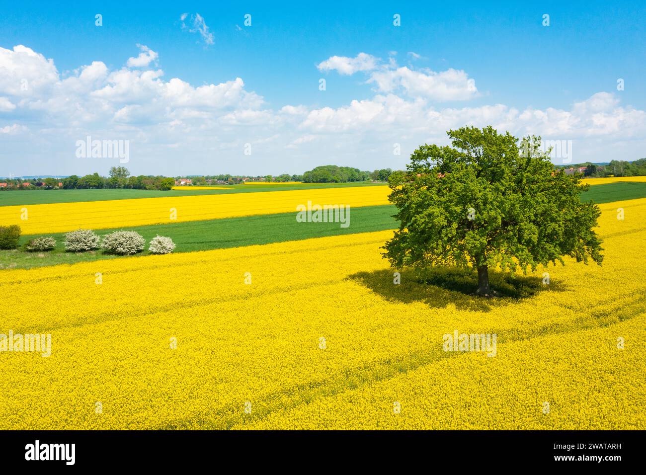 Champ de colza vue aérienne au printemps Banque de photographies et d ...