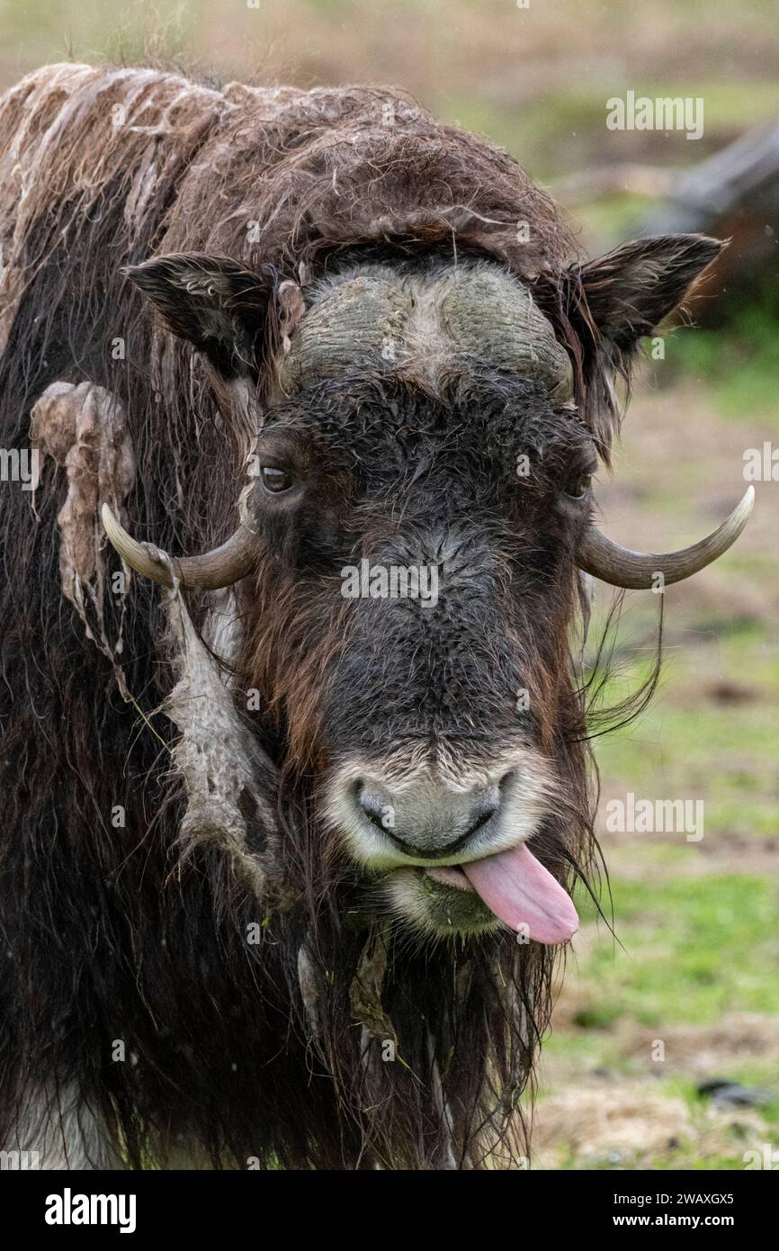 Alaska wildlife conservation center Banque de photographies et d’images ...