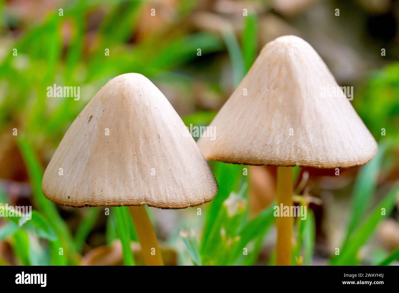 Conecap ou Dunce Cap (généralement conocybe tenera), gros plan en se concentrant sur un couple ...