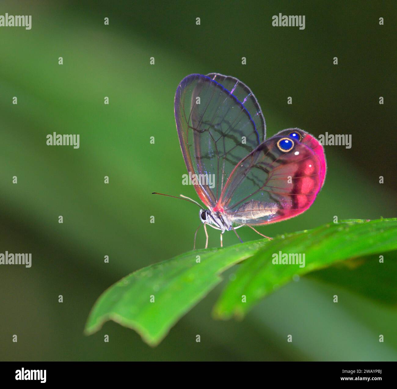 Papillons du costa rica Banque de photographies et d’images à haute ...