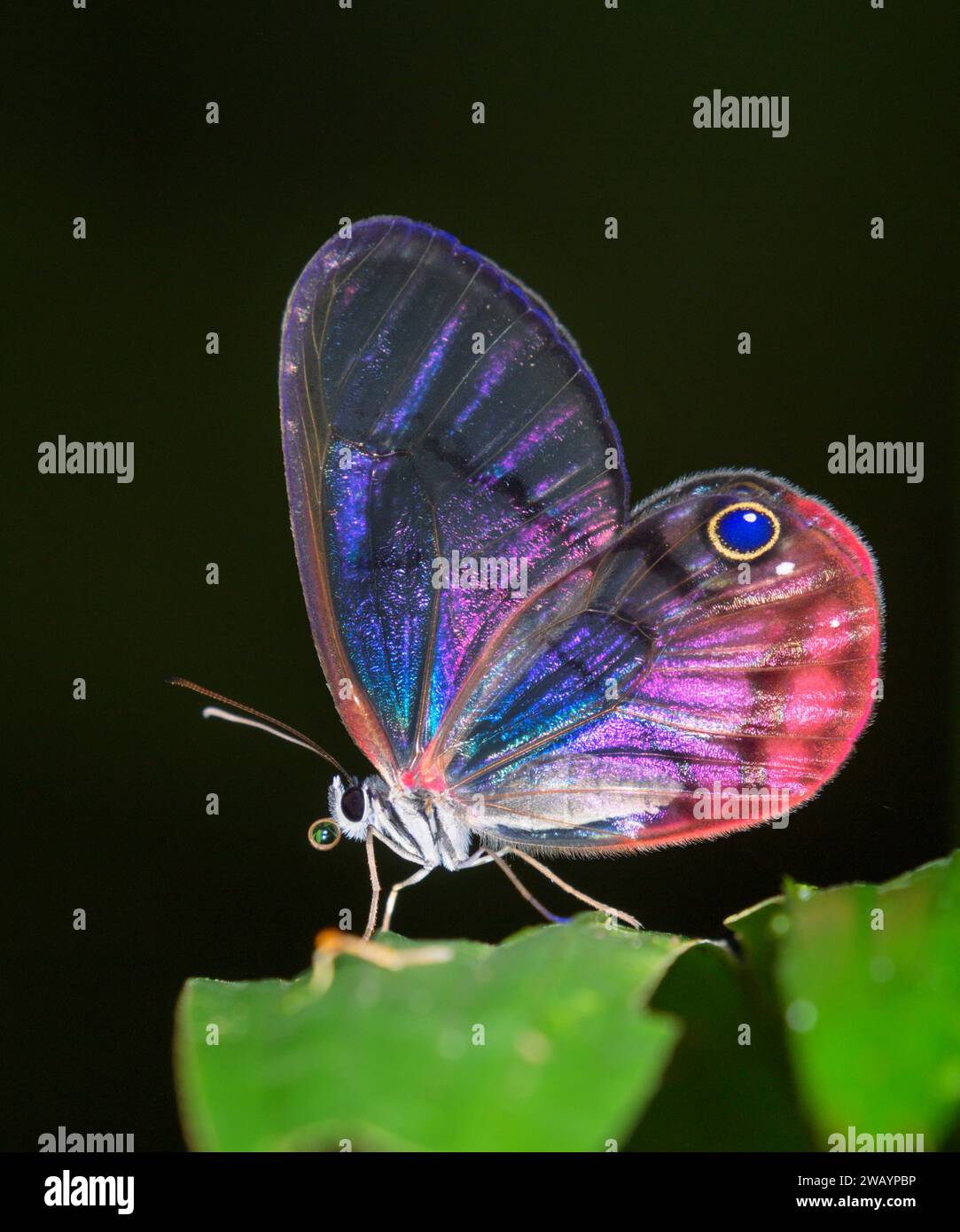 Papillons du costa rica Banque de photographies et d’images à haute ...