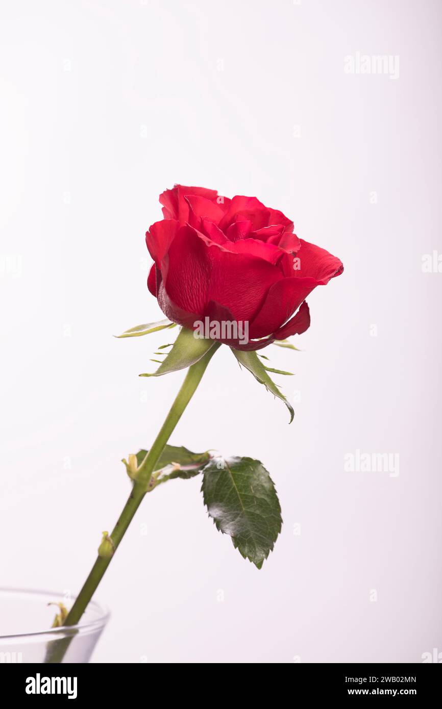 Rose rosa saint valentin fleur amour Banque de photographies et d ...