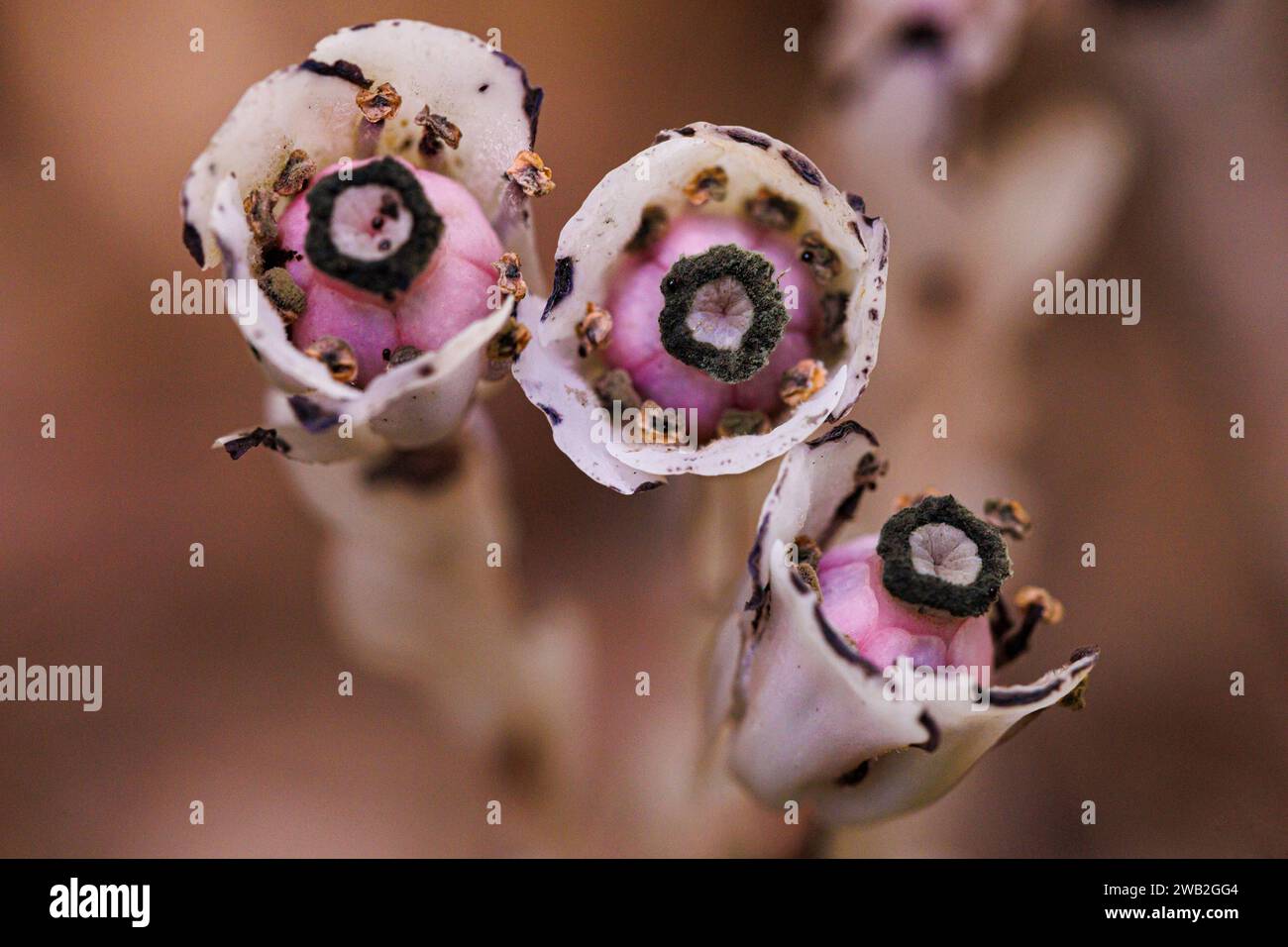Monotropa uniflora Banque de photographies et d’images à haute ...