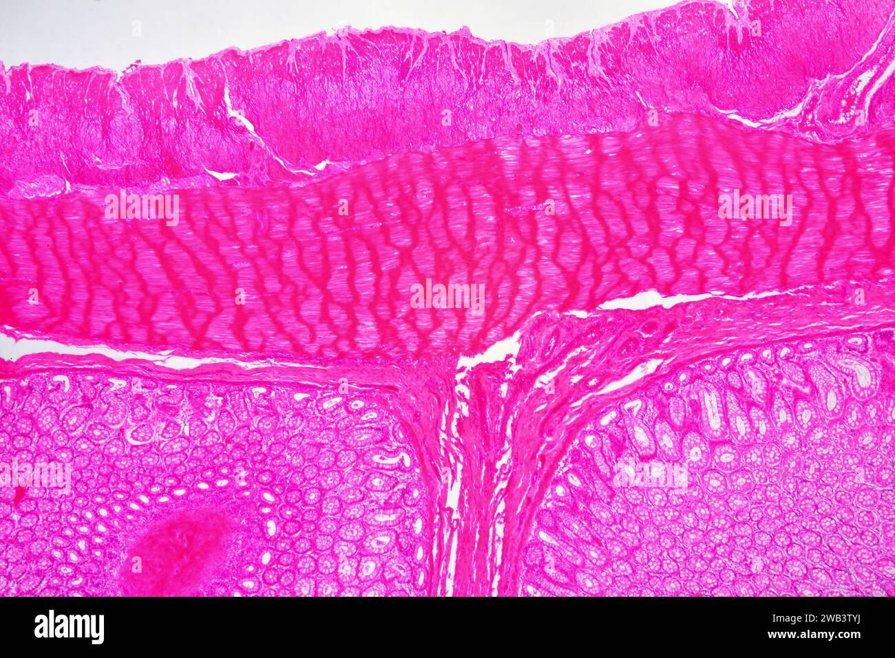 Musculeuse muqueuse Banque de photographies et d’images à haute ...