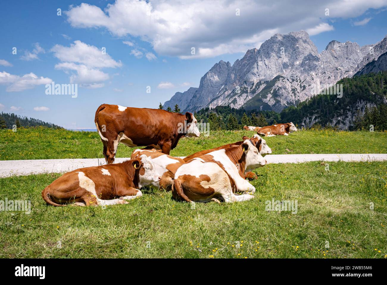 Fleckvieh - Kühe liegen entspannt an einem Wanderweg auf einer sommerlichen Alm, Symbolfoto ...