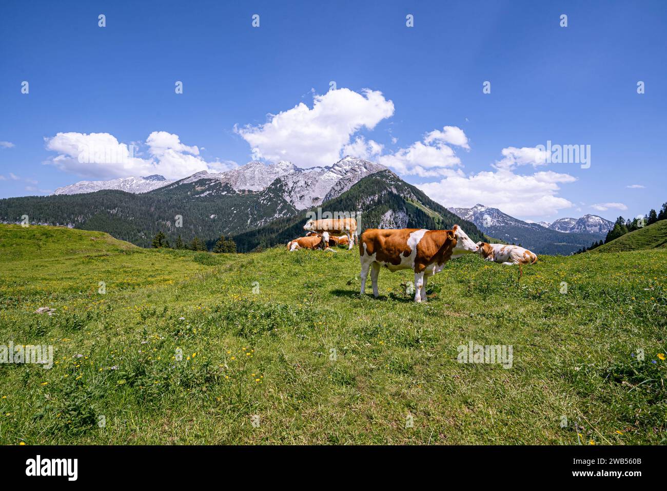 ALM-Idylle, Fleckvieh -Kühe auf einer Alm mit Alpenpanorama im hintergrund. Idyllische ...