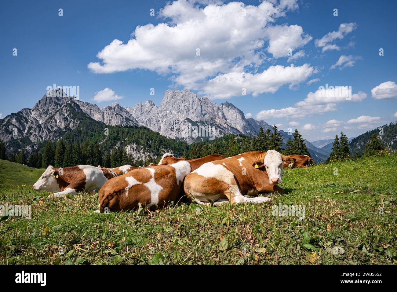 Alpenpanorama - Kühe liegen dicht an dicht entspannt auf einer Alm mit prächtigem Gebirge im ...