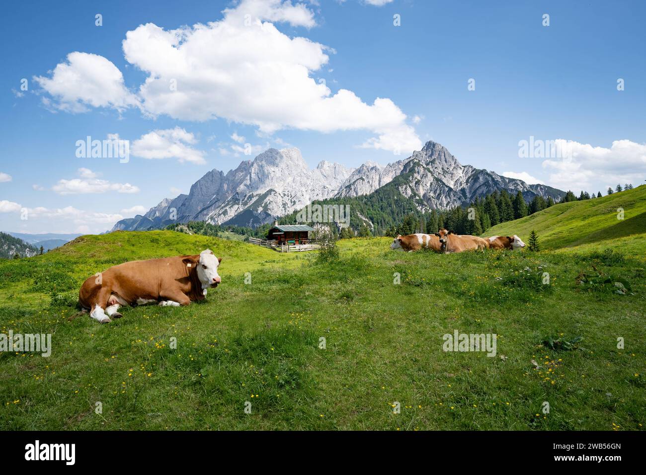 Alpenpanorama - Kühe liegen entspannt auf einer Alm mit prächtigem Gebirge im hintergrund ...