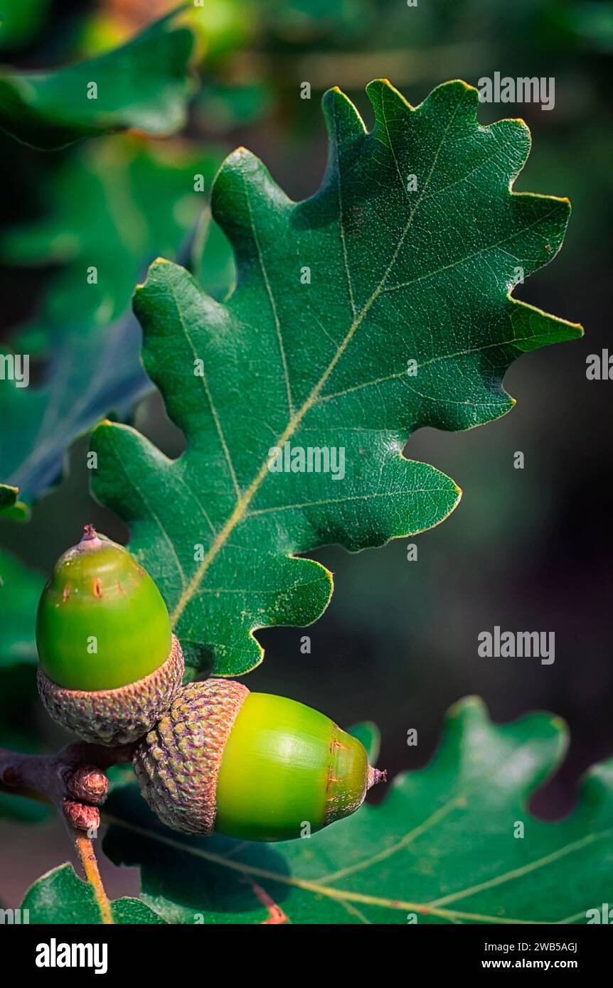 Quercus pubescens fruit Banque de photographies et d’images à haute ...