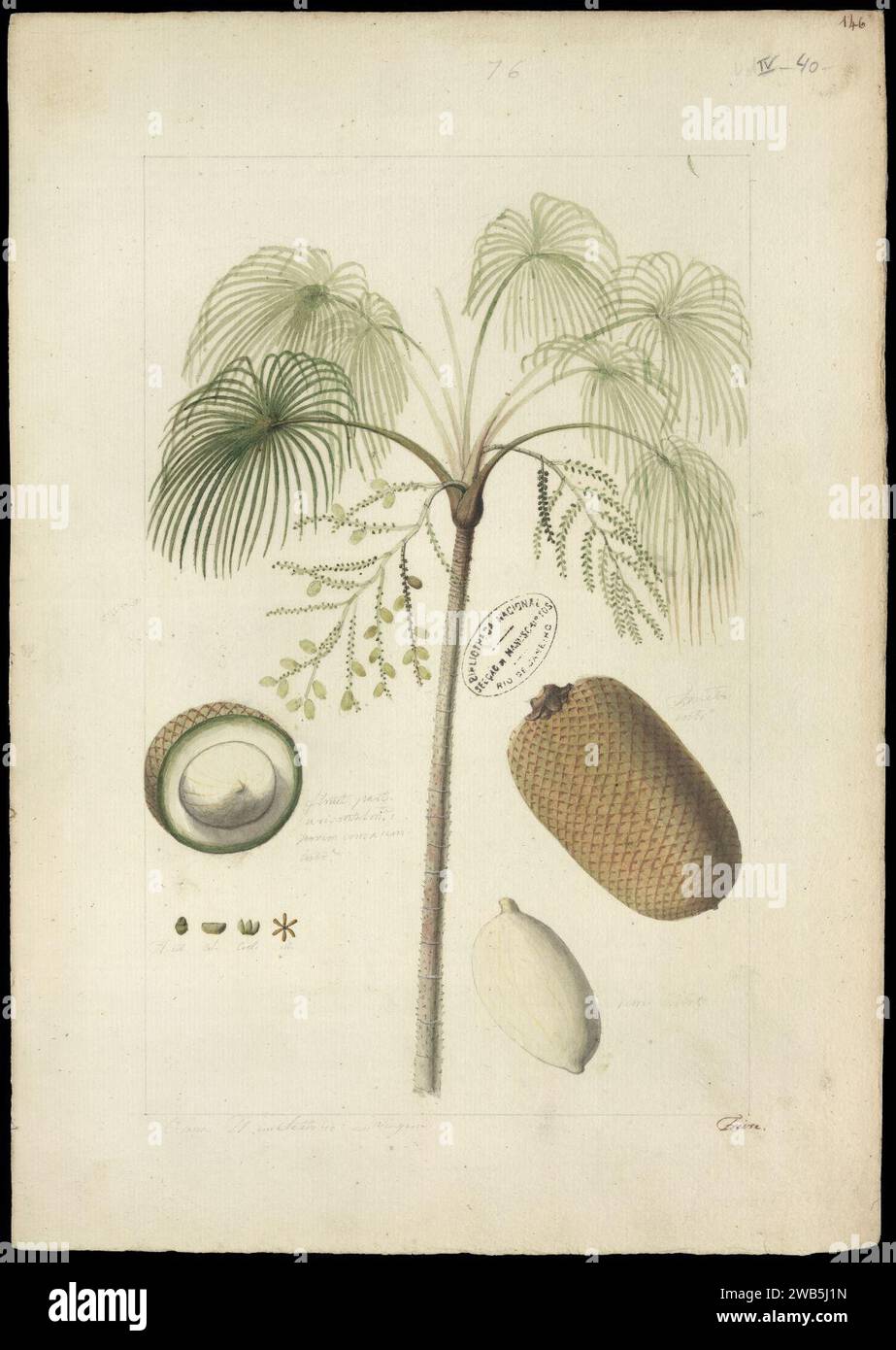 Mauritia vinifera Banque de photographies et d’images à haute ...