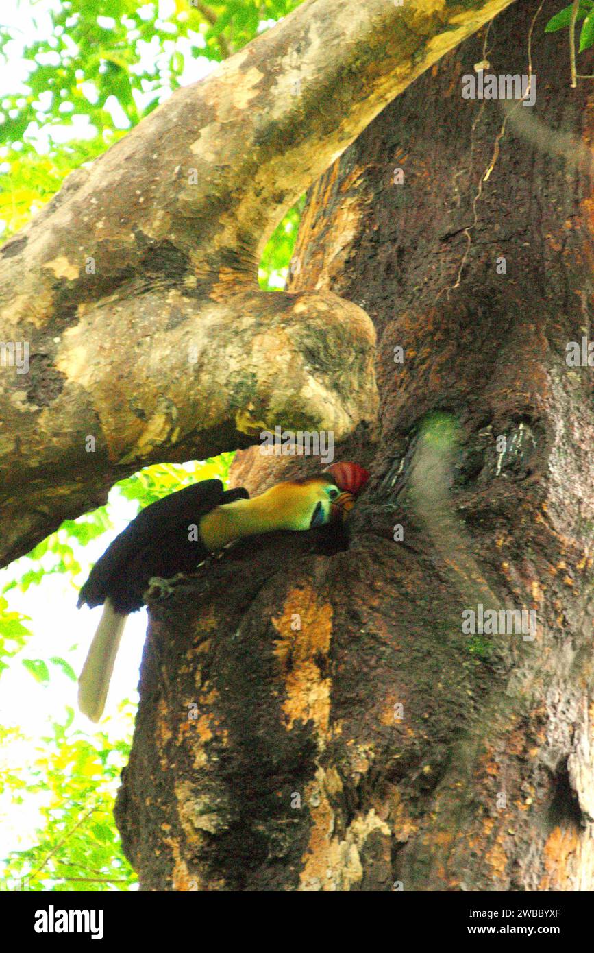 Un bec-de-lièvre mâle (Rhyticeros cassidix) vérifie un nid creux à ...