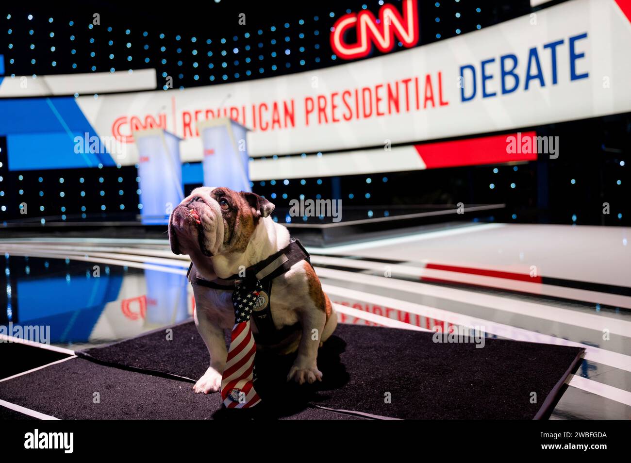 Des Moines, États-Unis. 10 janvier 2024. Griff #2, un Bulldog anglais ...