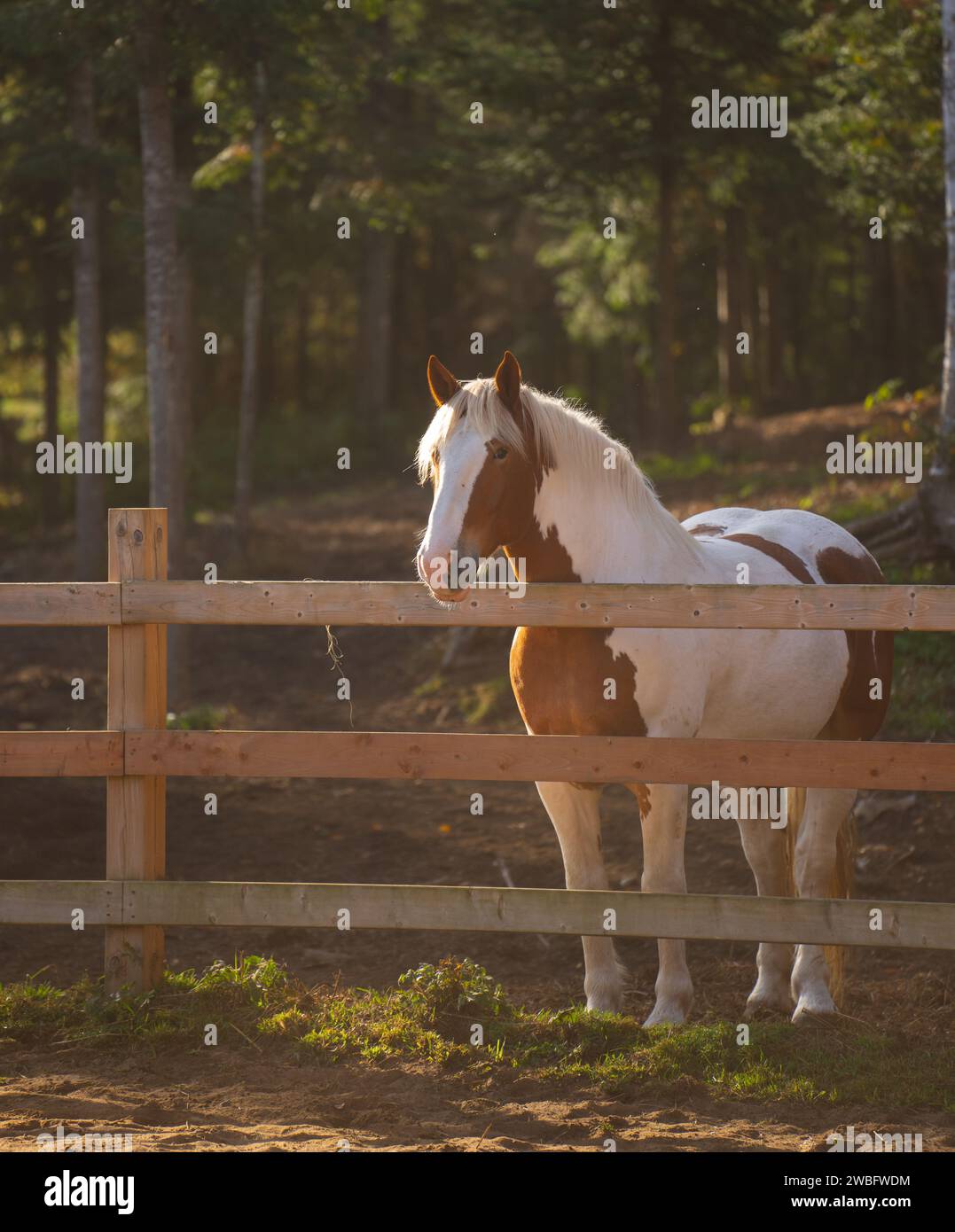Grand cheval brun Banque de photographies et d’images à haute ...