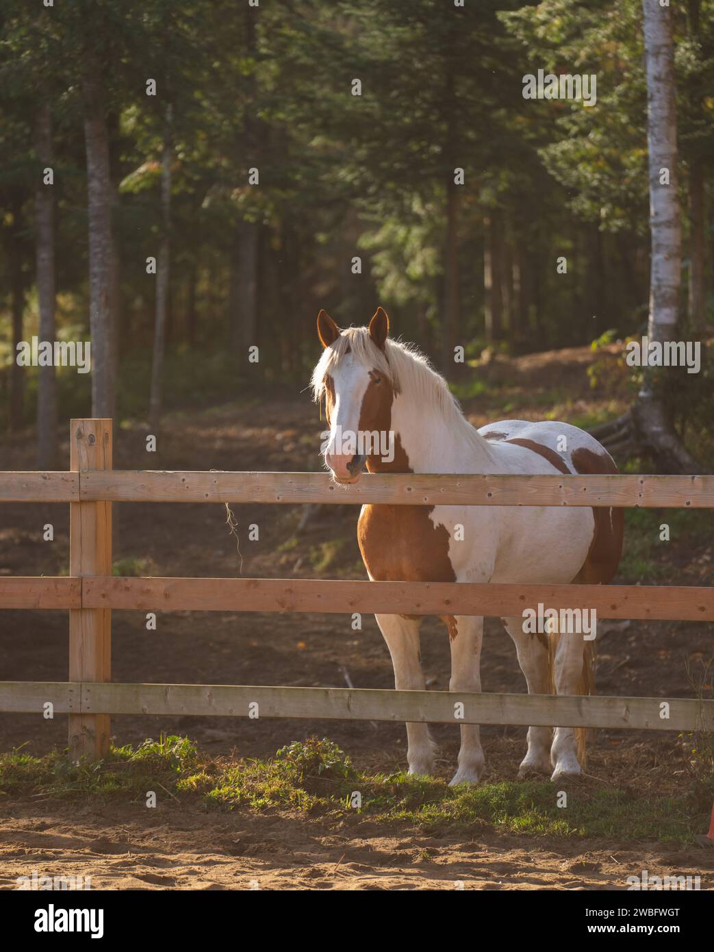 Marron avec cheval blanc Banque de photographies et d’images à haute ...