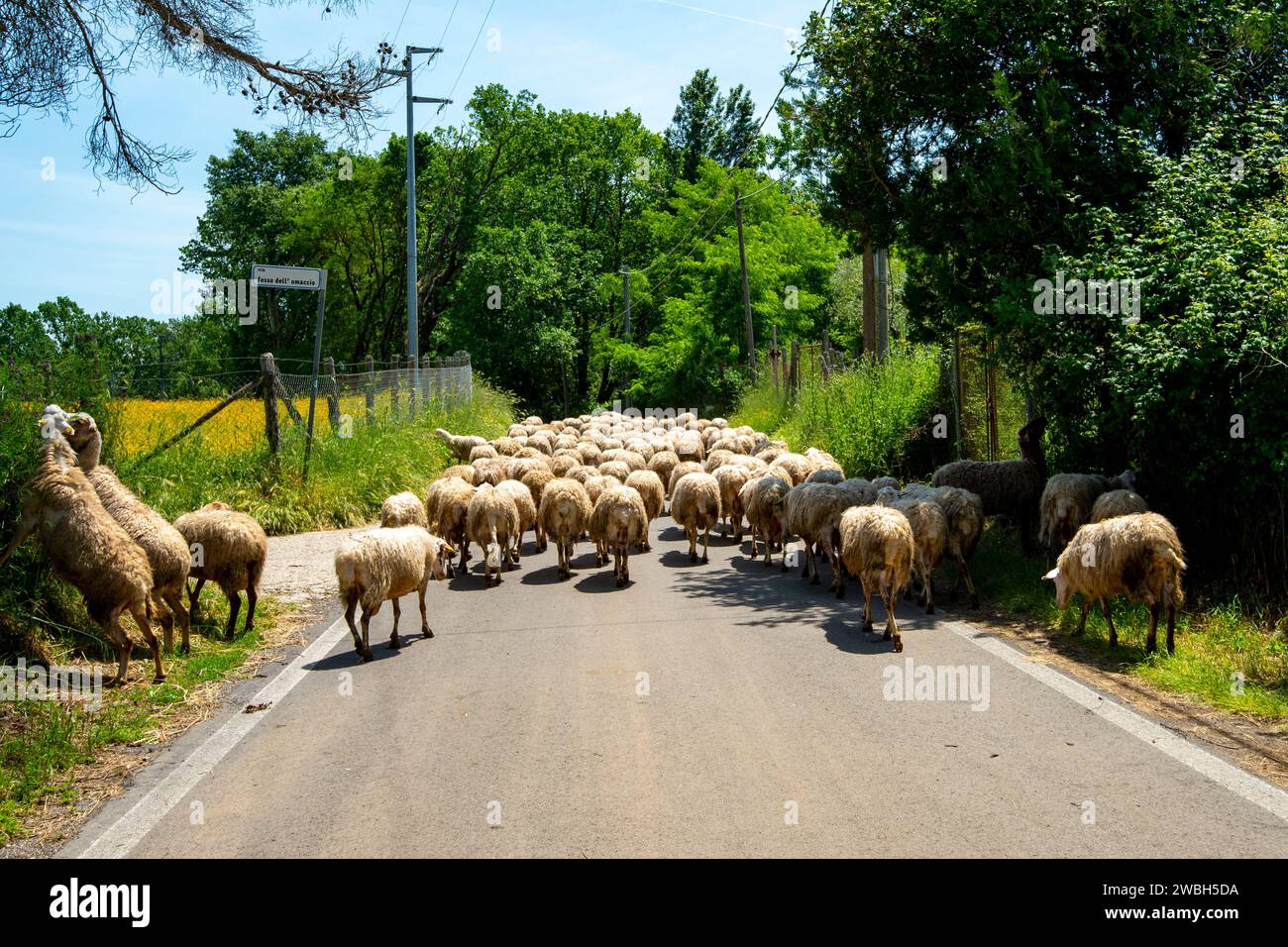 Sarda sheep Banque de photographies et d’images à haute résolution - Alamy