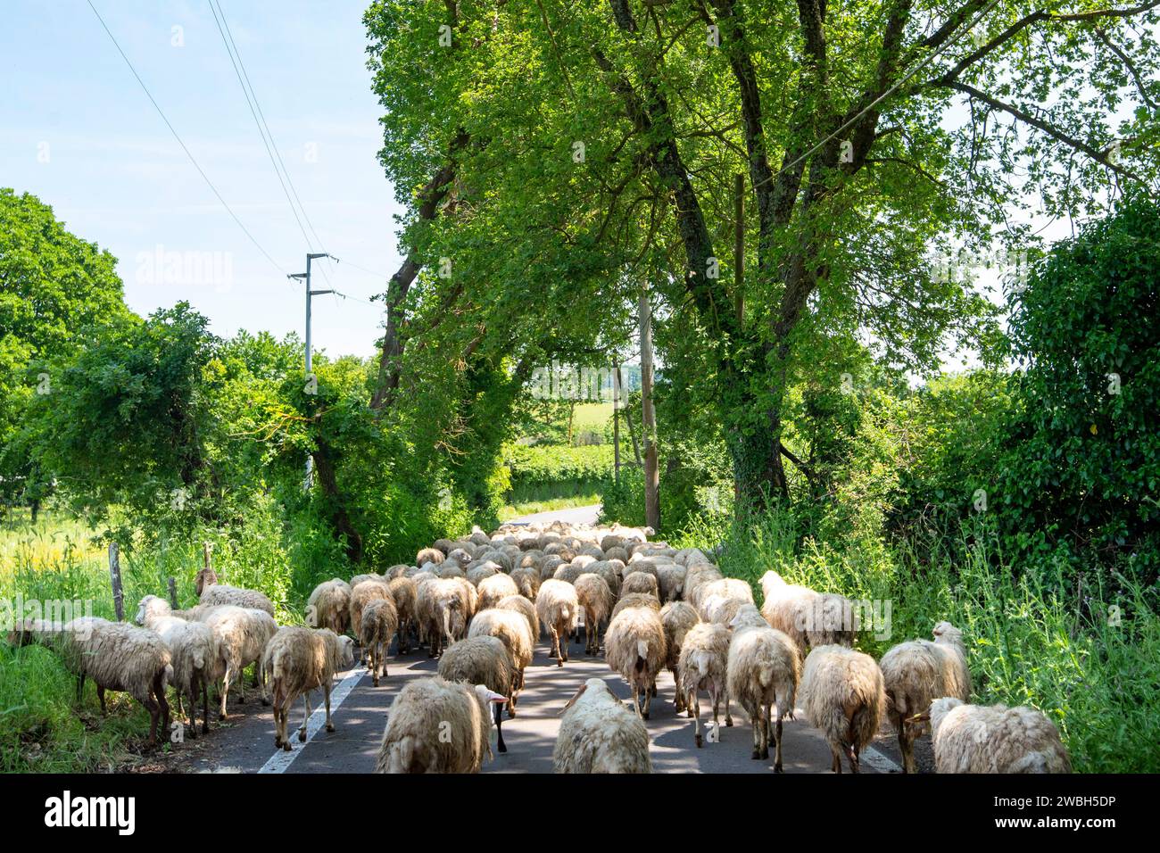 Sarda sheep Banque de photographies et d’images à haute résolution - Alamy
