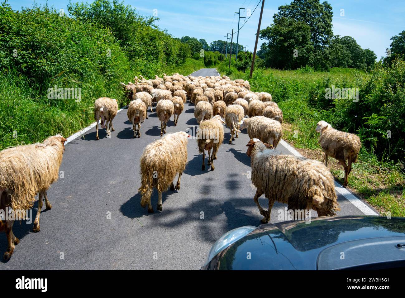 Sarda sheep Banque de photographies et d’images à haute résolution - Alamy