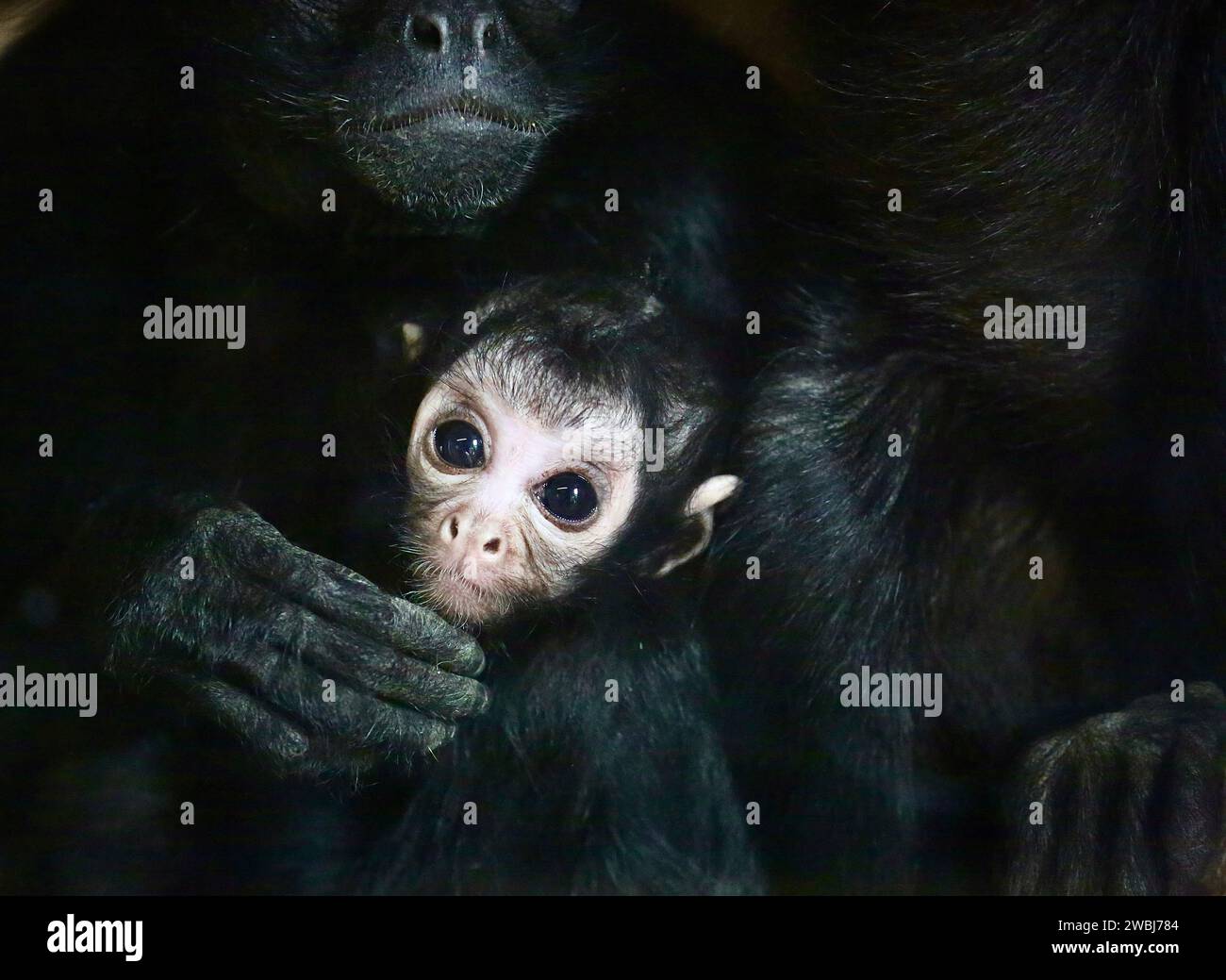 Bébé singe araignée Banque de photographies et d’images à haute ...