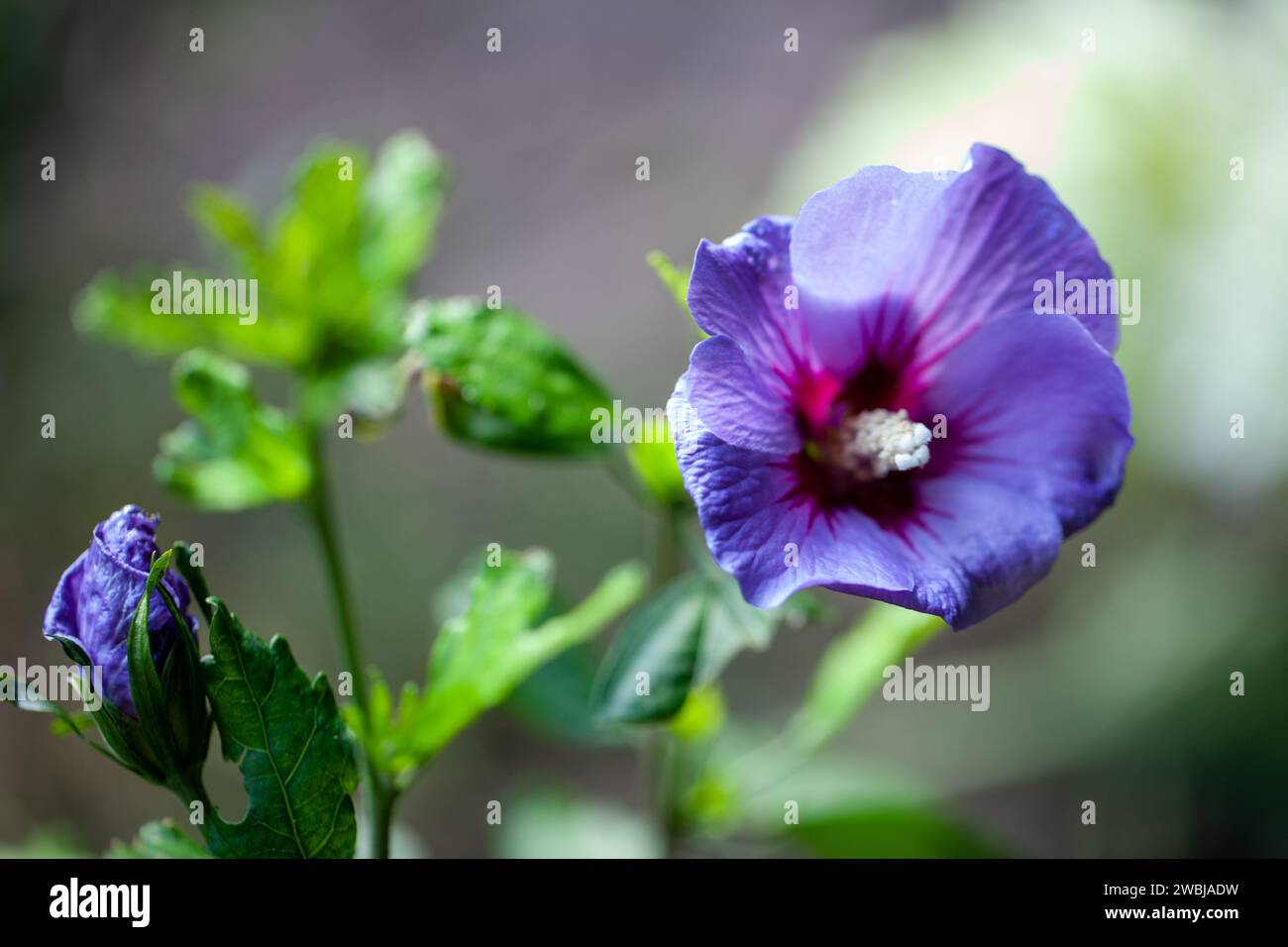 Il s'agit d'un portrait exquis d'une fleur violette en pleine floraison ...