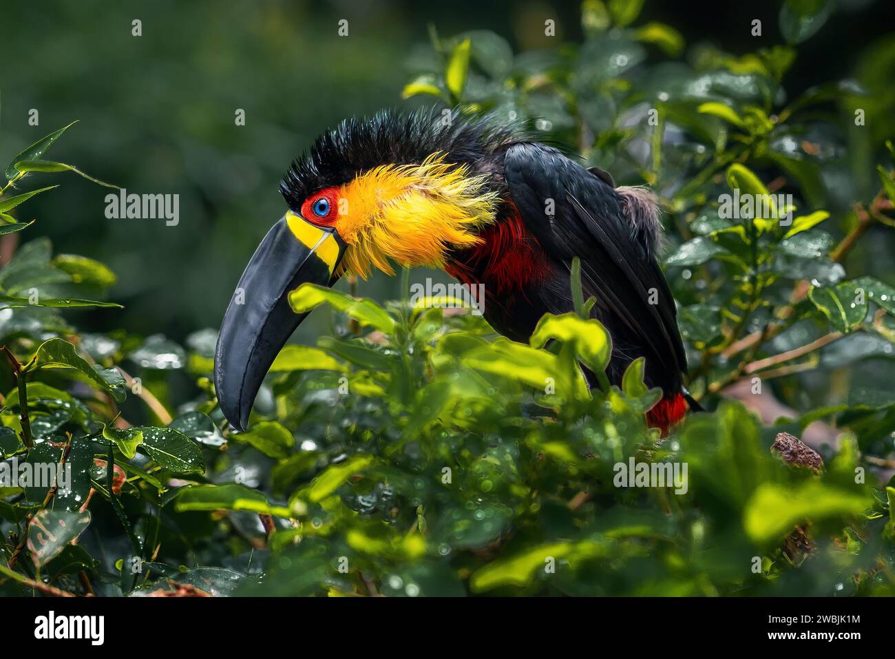 Ramphastos ariel Banque de photographies et d’images à haute résolution ...