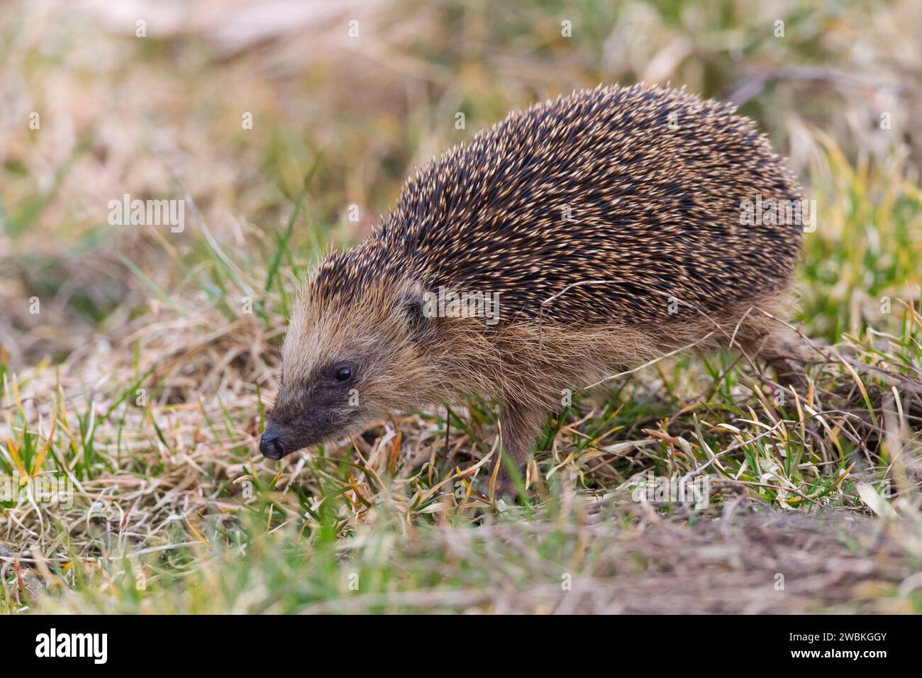 Hérisson, erinaceus europaeus, animal épineux, animal de l'année 2024 ...
