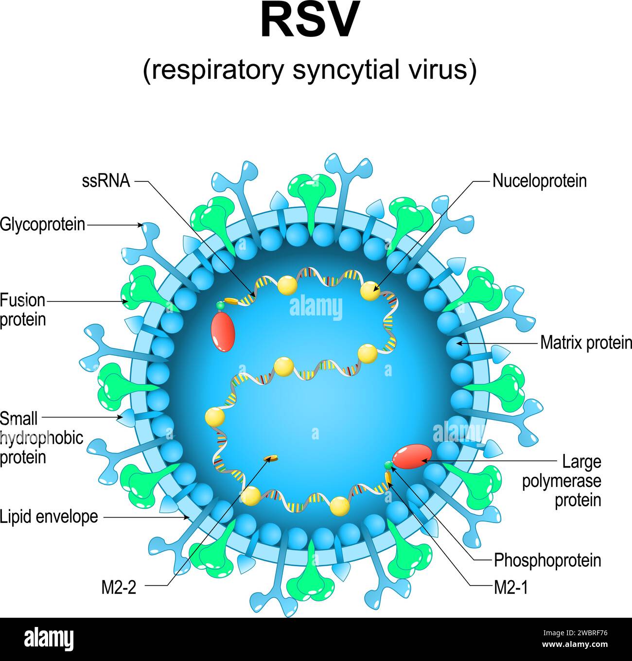 Syncytial respiratoire humain Banque d'images vectorielles - Alamy