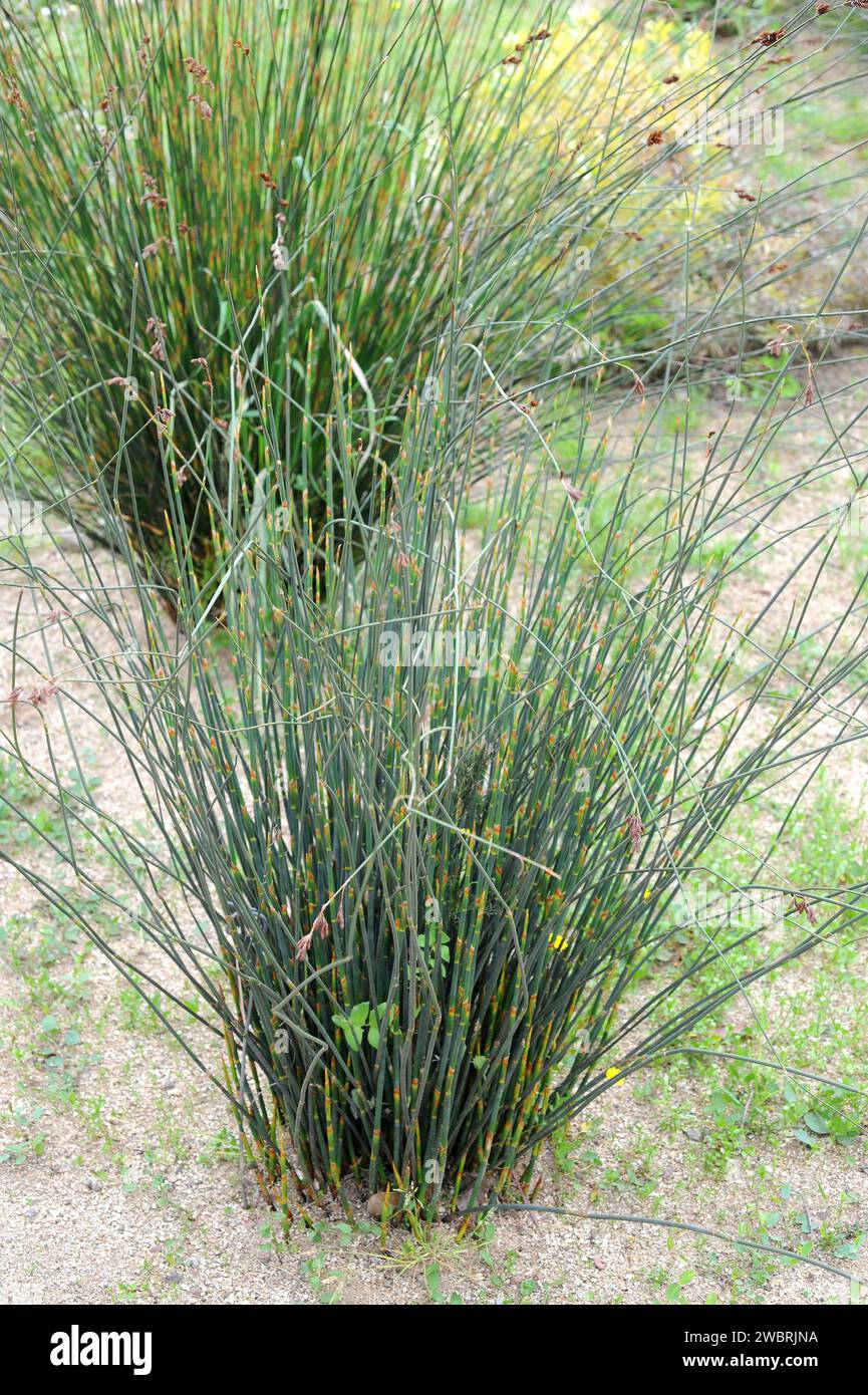 Le roseau de thatching de dune (Thamnochortus fraternus) est une plante ...